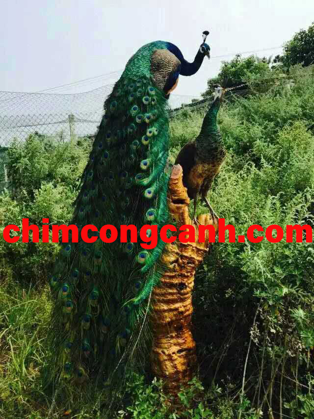 Chim công tiêu bản và sự khác nhau về chất lượng – Chim Công Minh Điệu